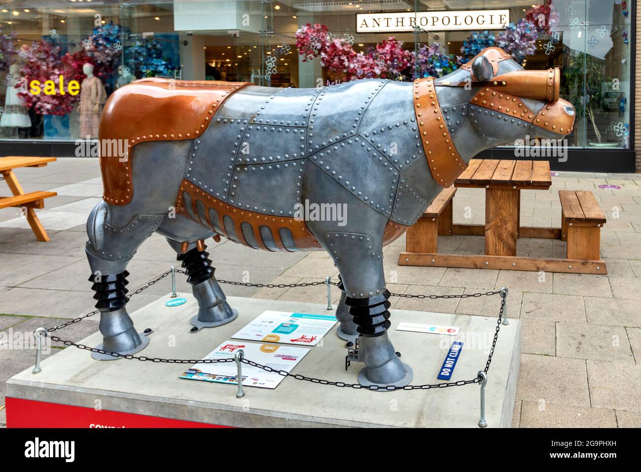 CAMBRIDGE ENGLAND COWS ABOUT CAMBRIDGE A COW WITH ARMOUR AND BINOCULAR ...