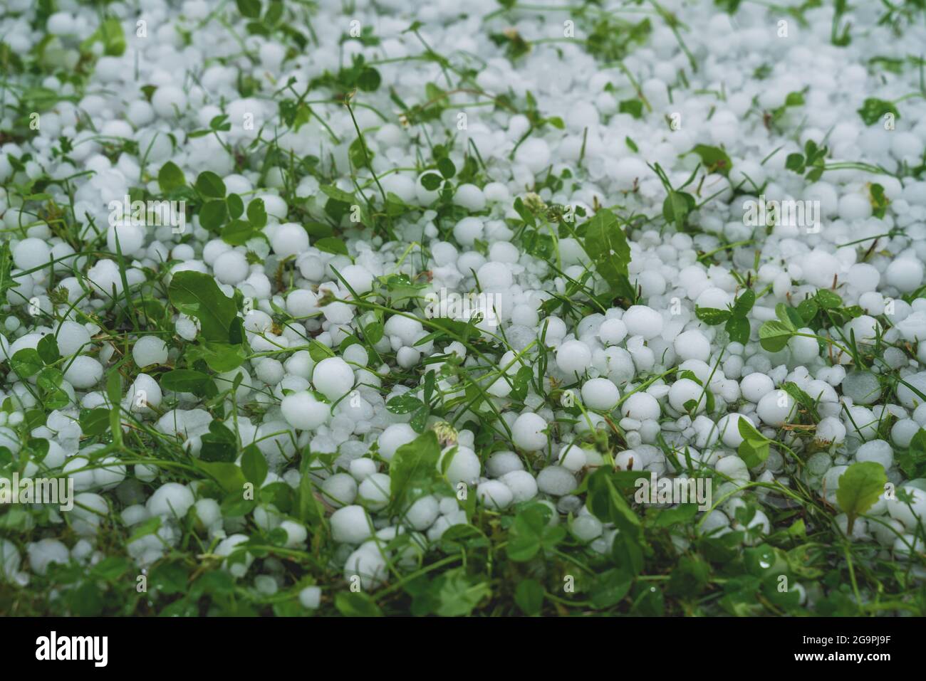 Large hail balls covering green grass lawn after extreme weaterh storm ...
