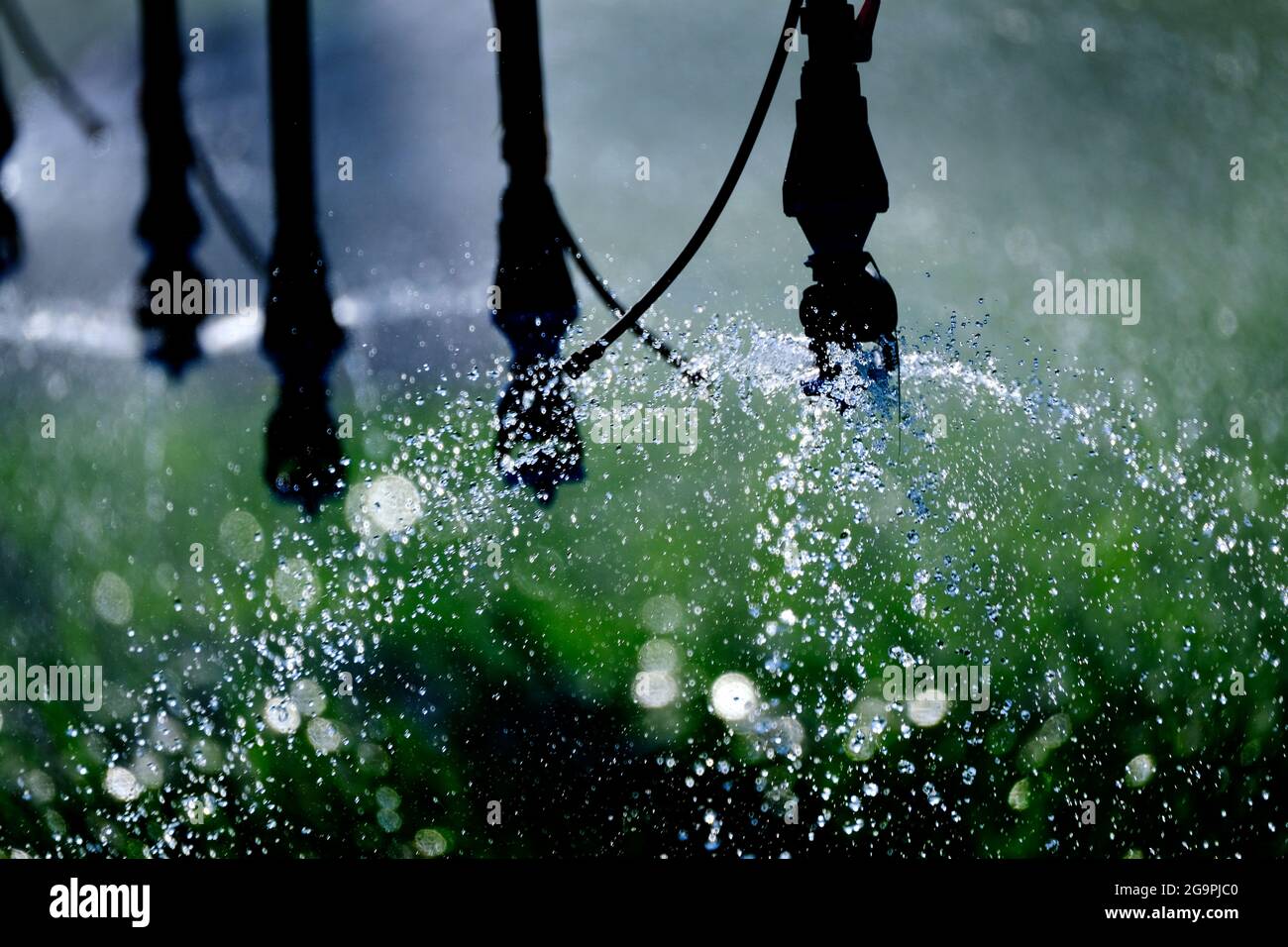 Farming sprinkler irrigation water system in lush green field growing ...