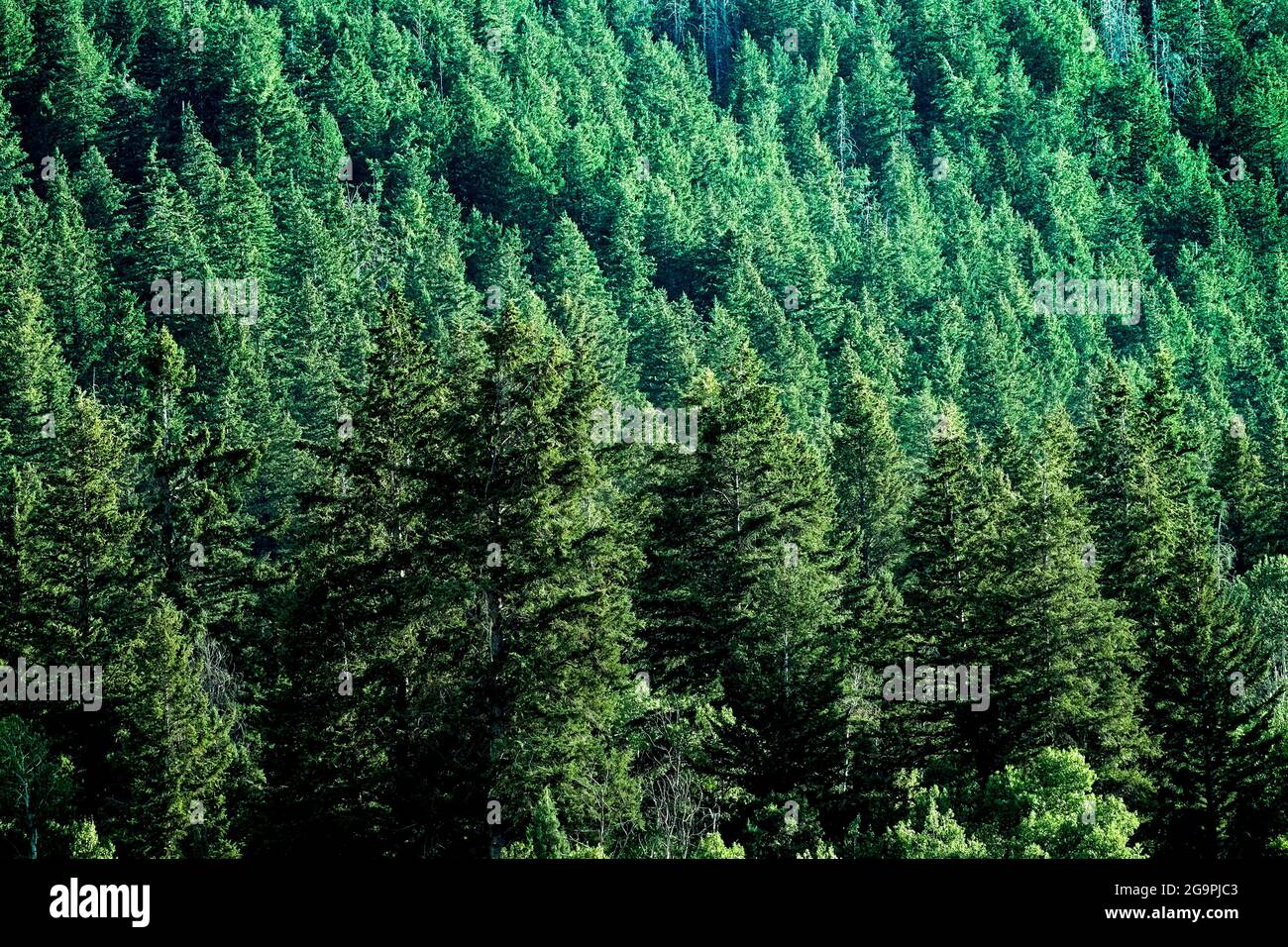 Pine forest in wilderness mountains pine trees new growth green ...
