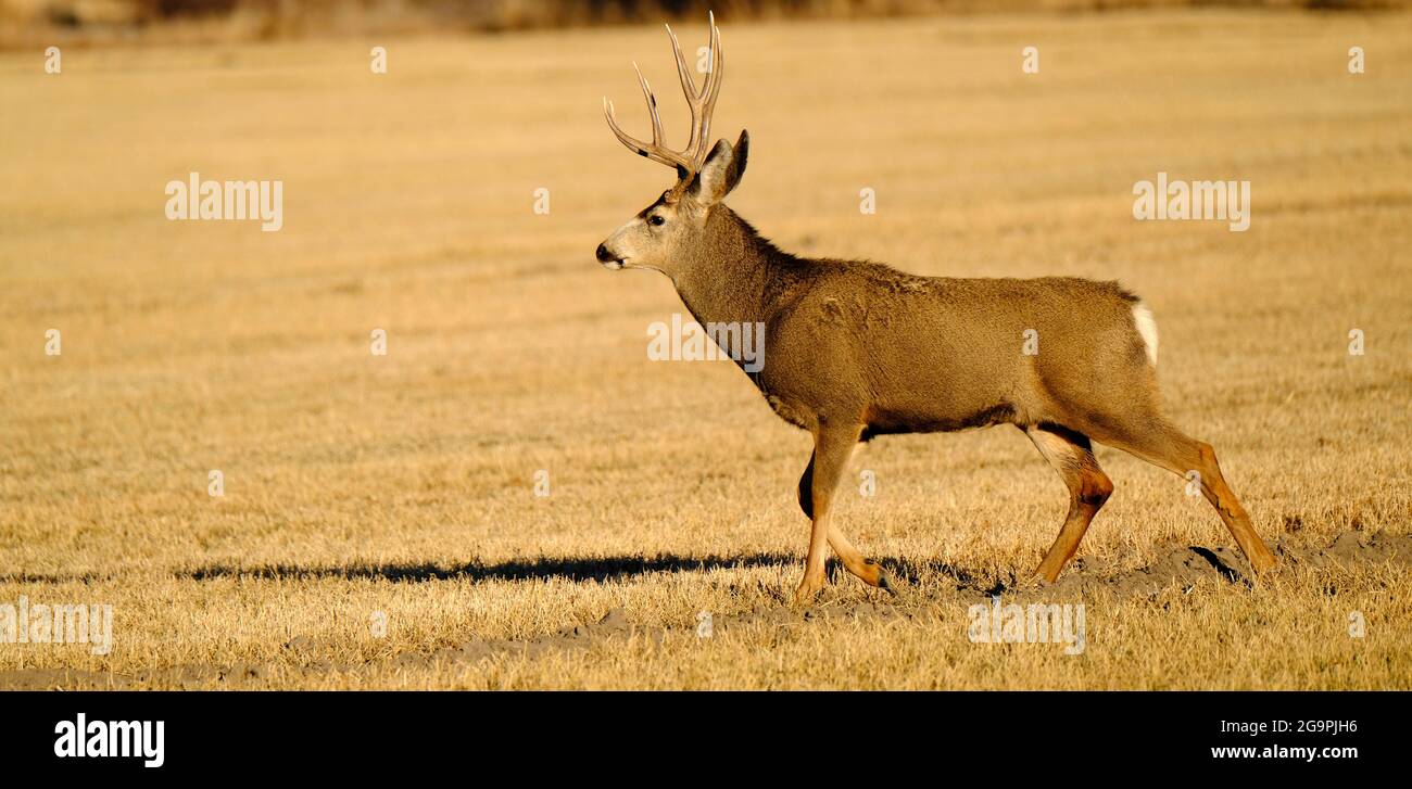 Antlered buck male mule deer hi-res stock photography and images - Alamy