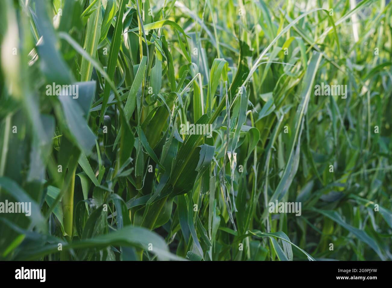 Detail of a corn field damaged by a hail storm caused by more extreme ...