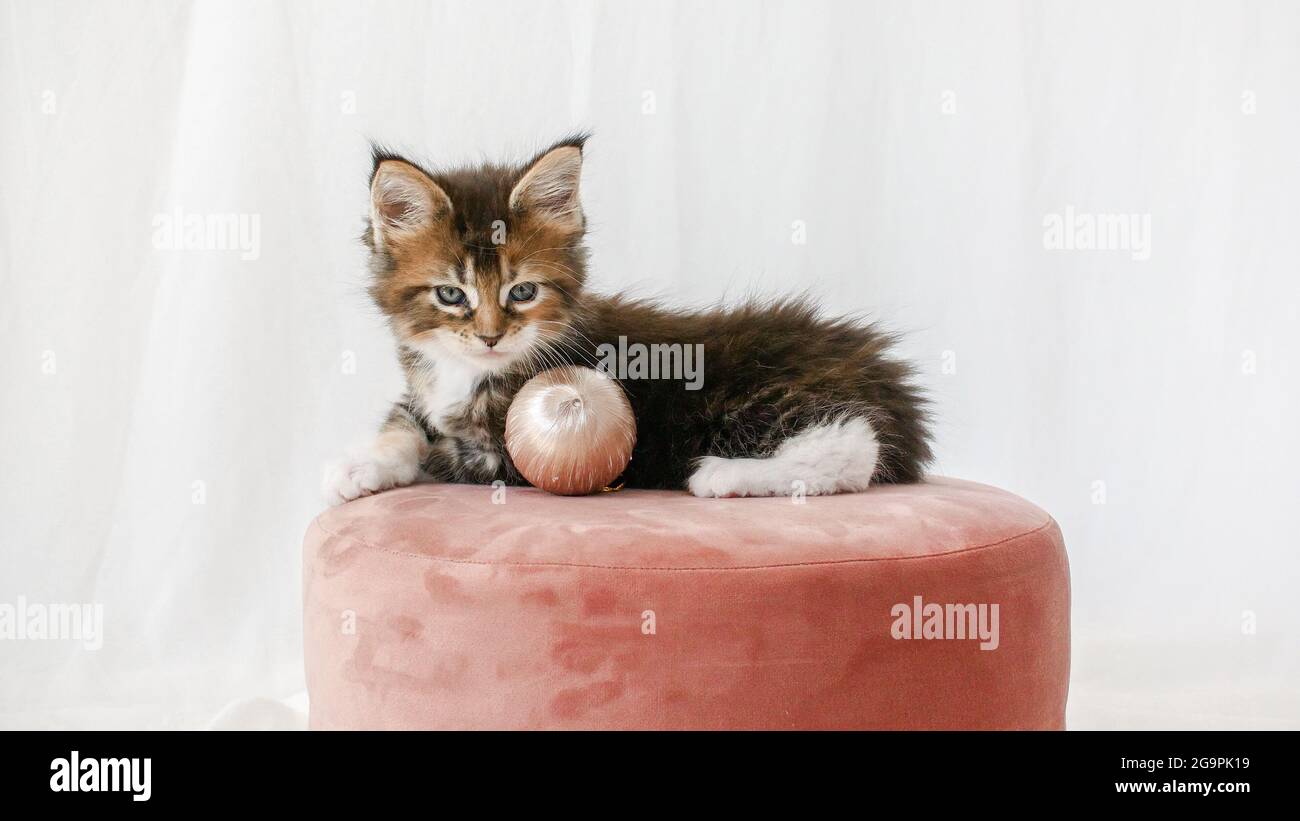 Cute Grey Kittens Watching Sitting on a Pink pouf on a White Background ...
