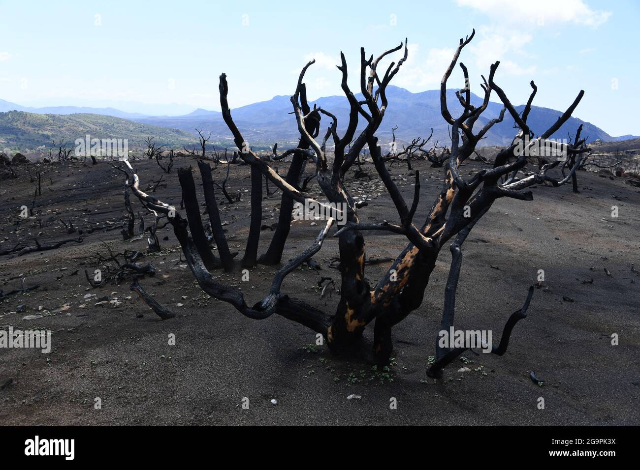 Telegraph Fire Burned desert damaged July 2021 Near Globe Arizona, USA ...