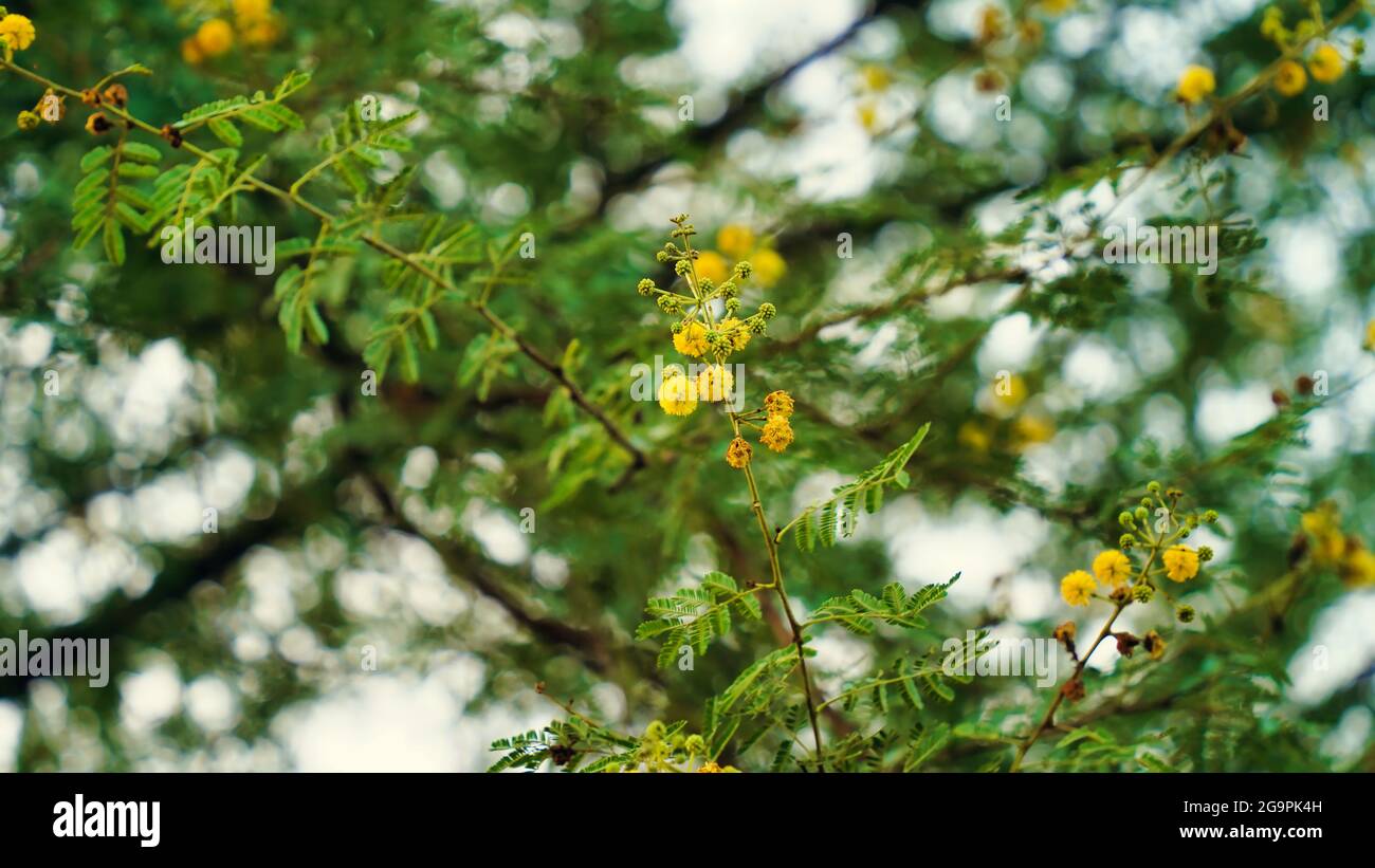 Acacia flowwers hi-res stock photography and images - Alamy