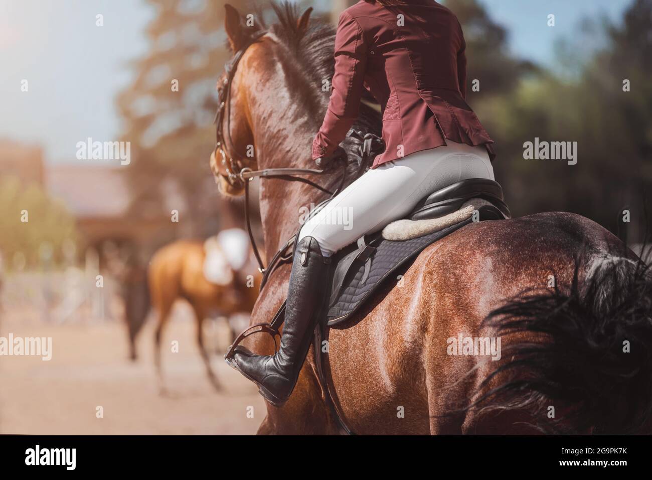 A rear view of a bay horse galloping fast with a rider in the saddle ...