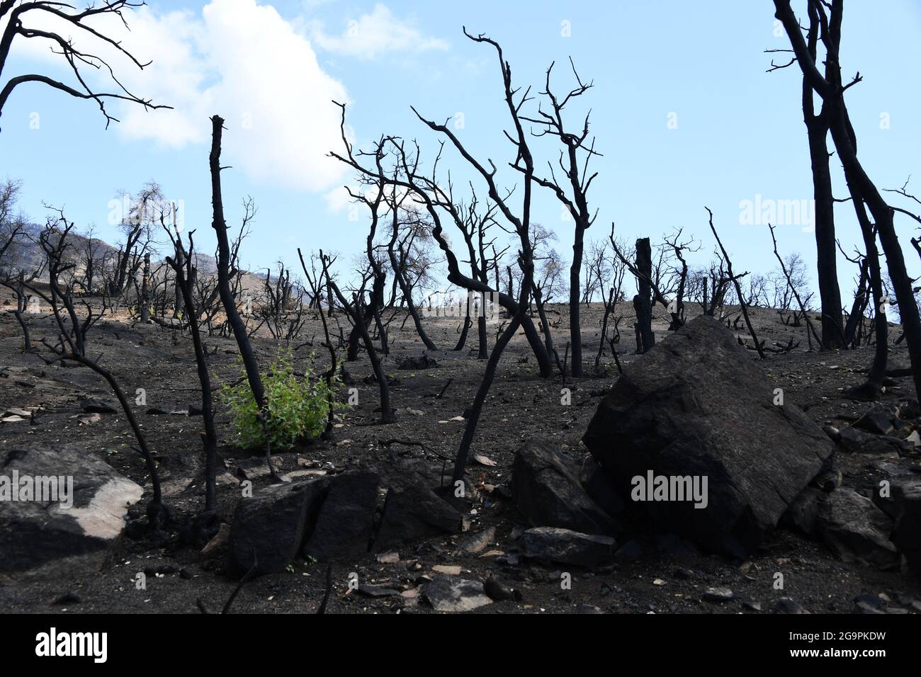 Telegraph Fire Burned desert damaged July 2021 Near Globe Arizona, USA ...