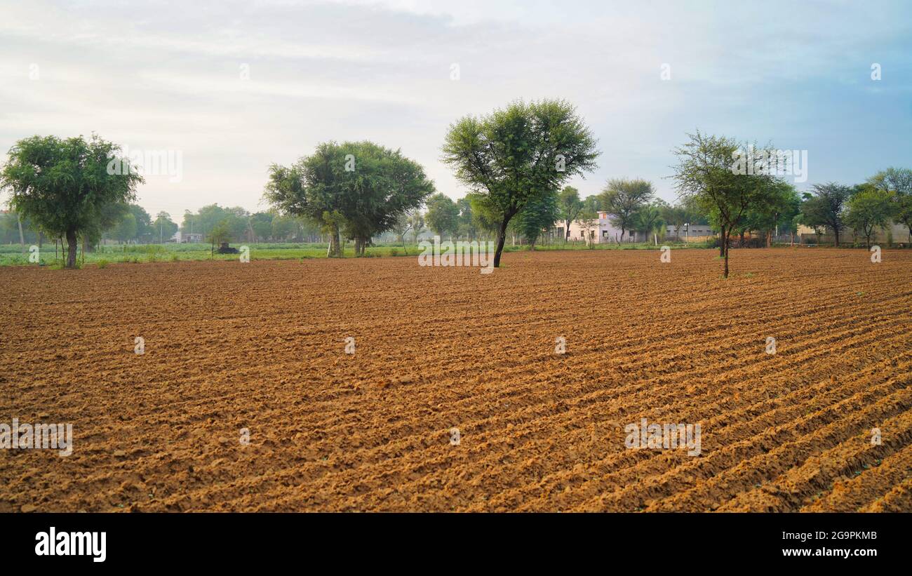 Rows of a farm fields on a summer sunny day. Agroindustry. Farming ...