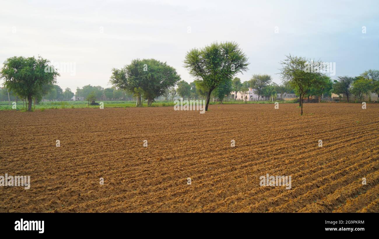Rows of a farm fields on a summer sunny day. Agroindustry. Farming ...