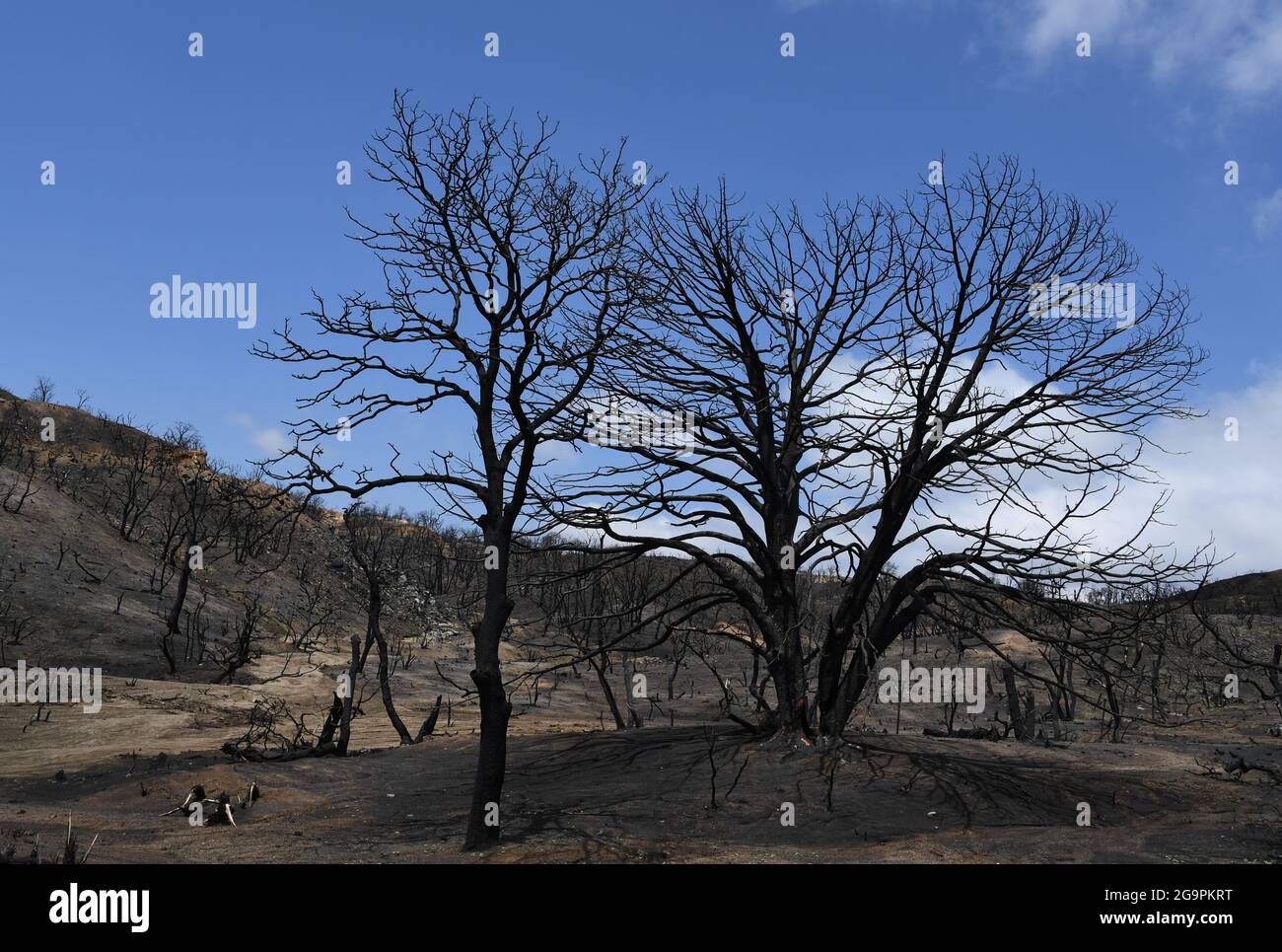 Telegraph Fire Burned desert damaged July 2021 Near Globe Arizona, USA ...