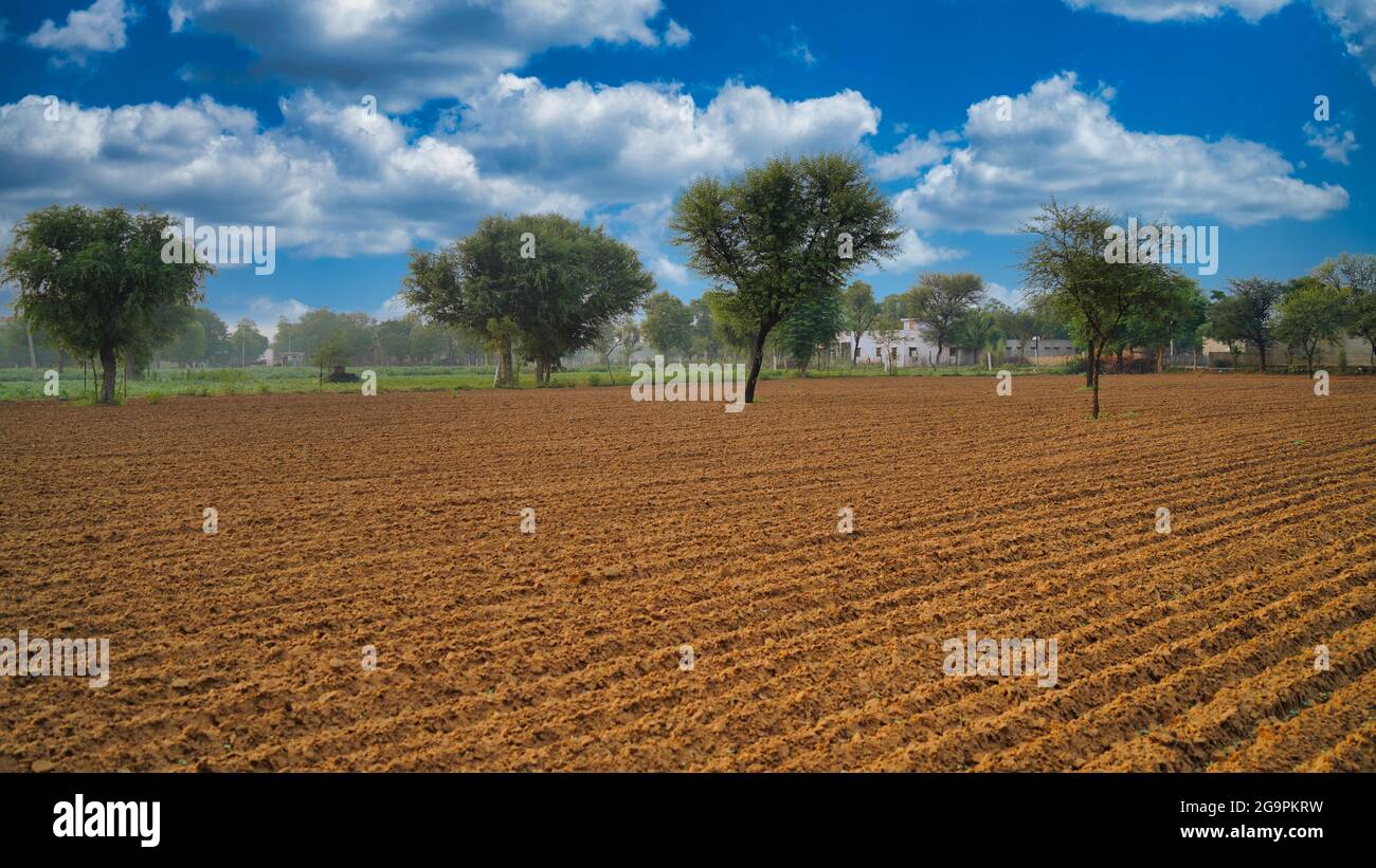 Beautiful shot of guar field with cloudy sky background. Agriculture ...