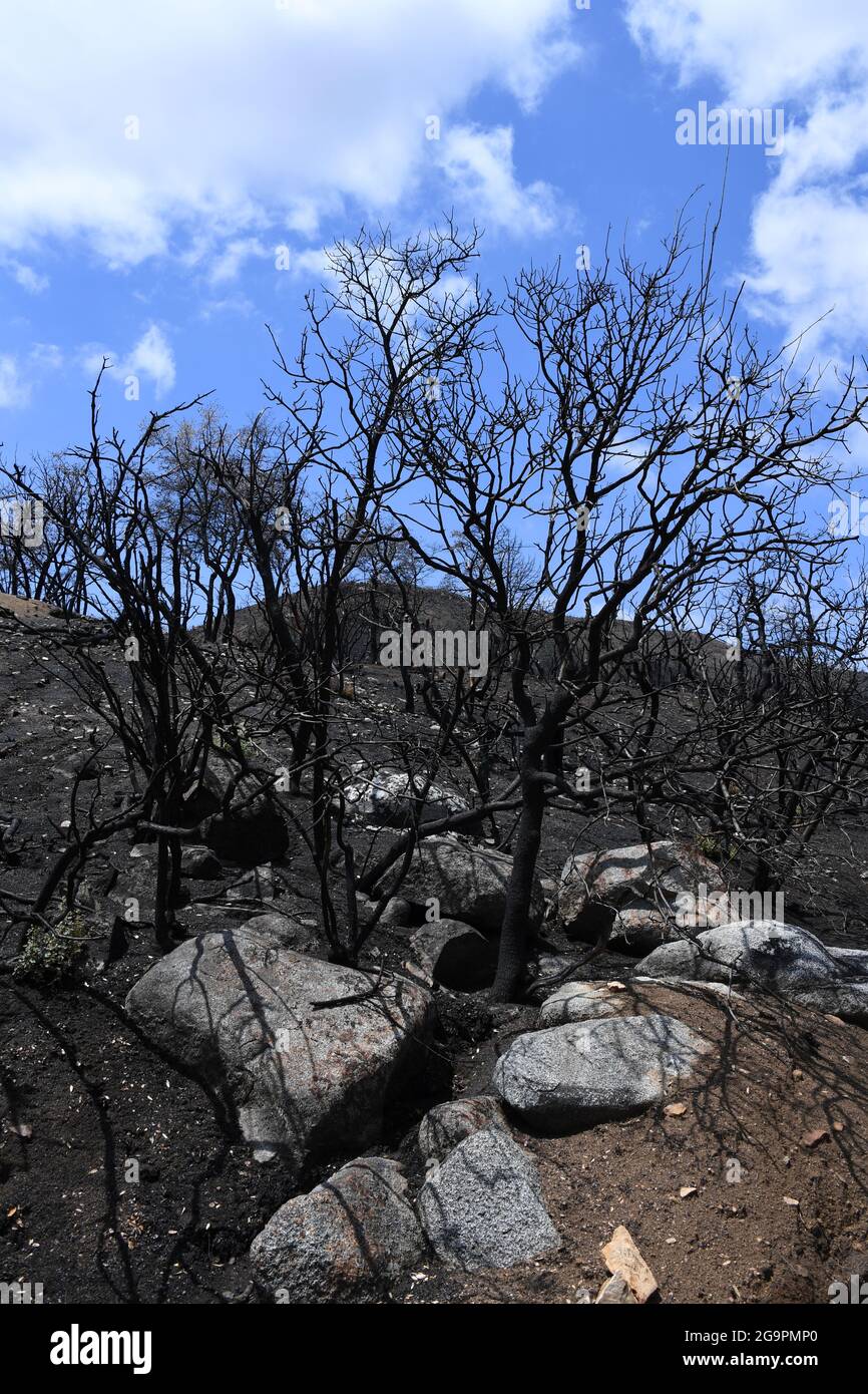 Telegraph Fire Burned desert damaged July 2021 Near Globe Arizona, USA ...