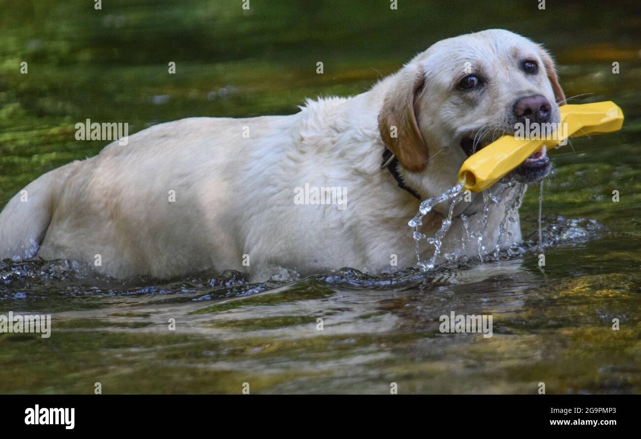 Golden Labrador in river 200721 Stock Photo - Alamy