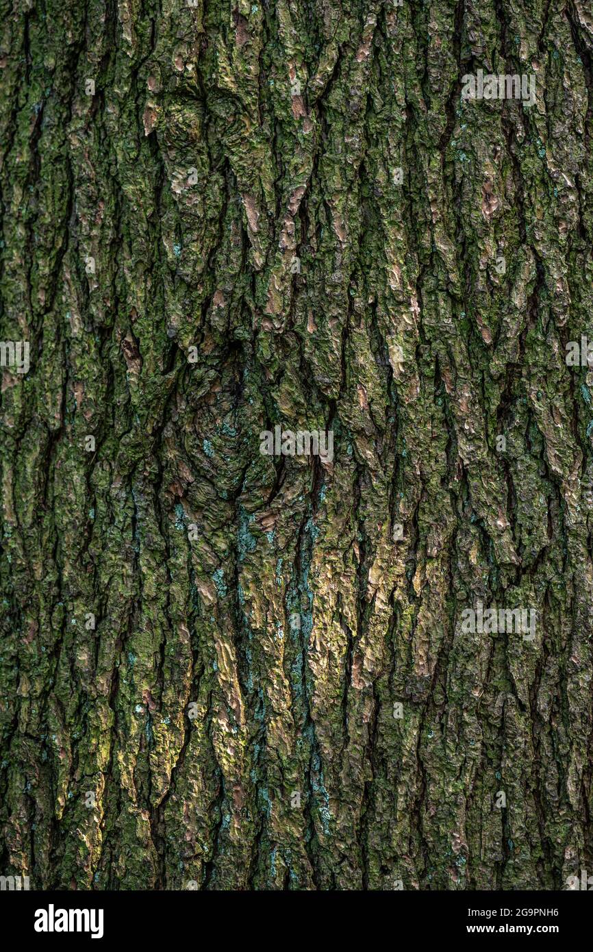 Bark of the Atlas Cedar (Cedrus atlantica Stock Photo - Alamy