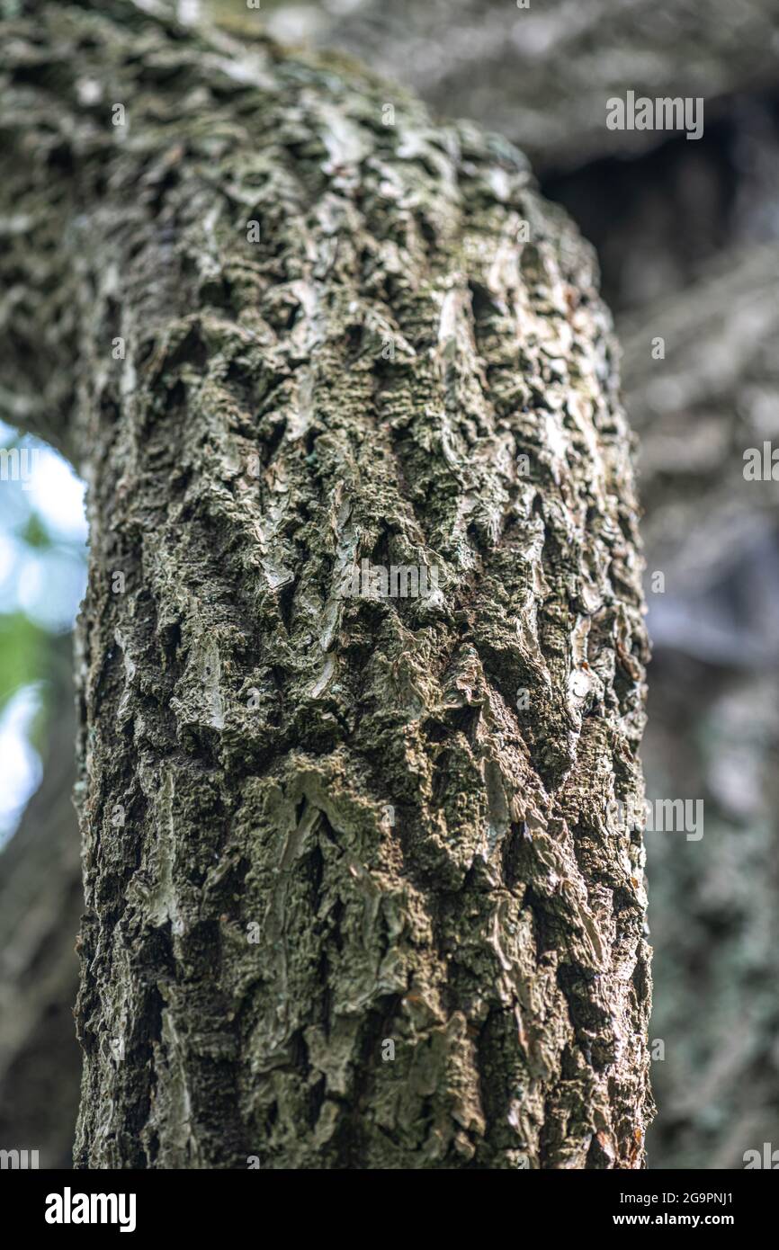 Oriental bittersweet hi-res stock photography and images - Alamy