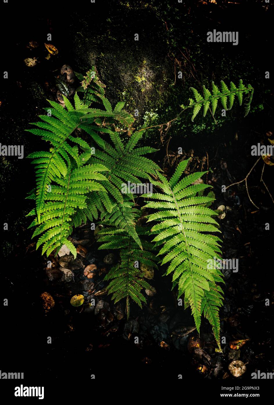 A beautiful forest floor in the rainforest of Hawaii Stock Photo - Alamy
