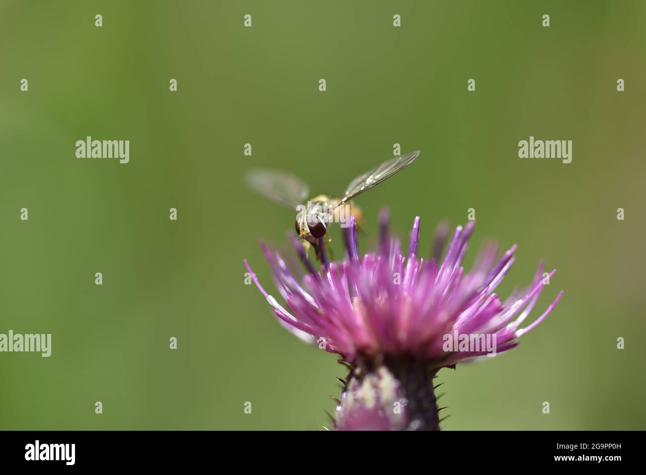Hoverfly (Syrphidae latreille) Diptera on Top of a Thistle Head ...