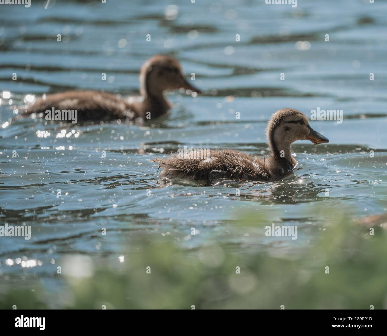 Closeup shot of ducks floating in the lake Stock Photo - Alamy