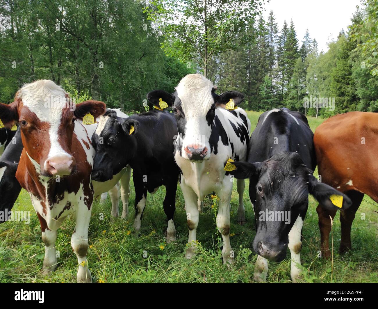Closeup shot of dairy cattles together in nature with a lot of green ...