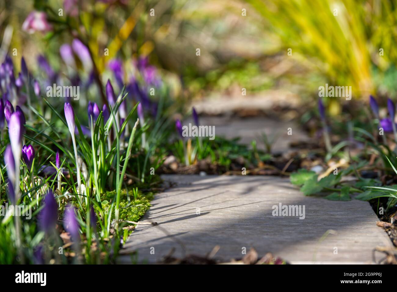 Stepping stone path hi-res stock photography and images - Alamy