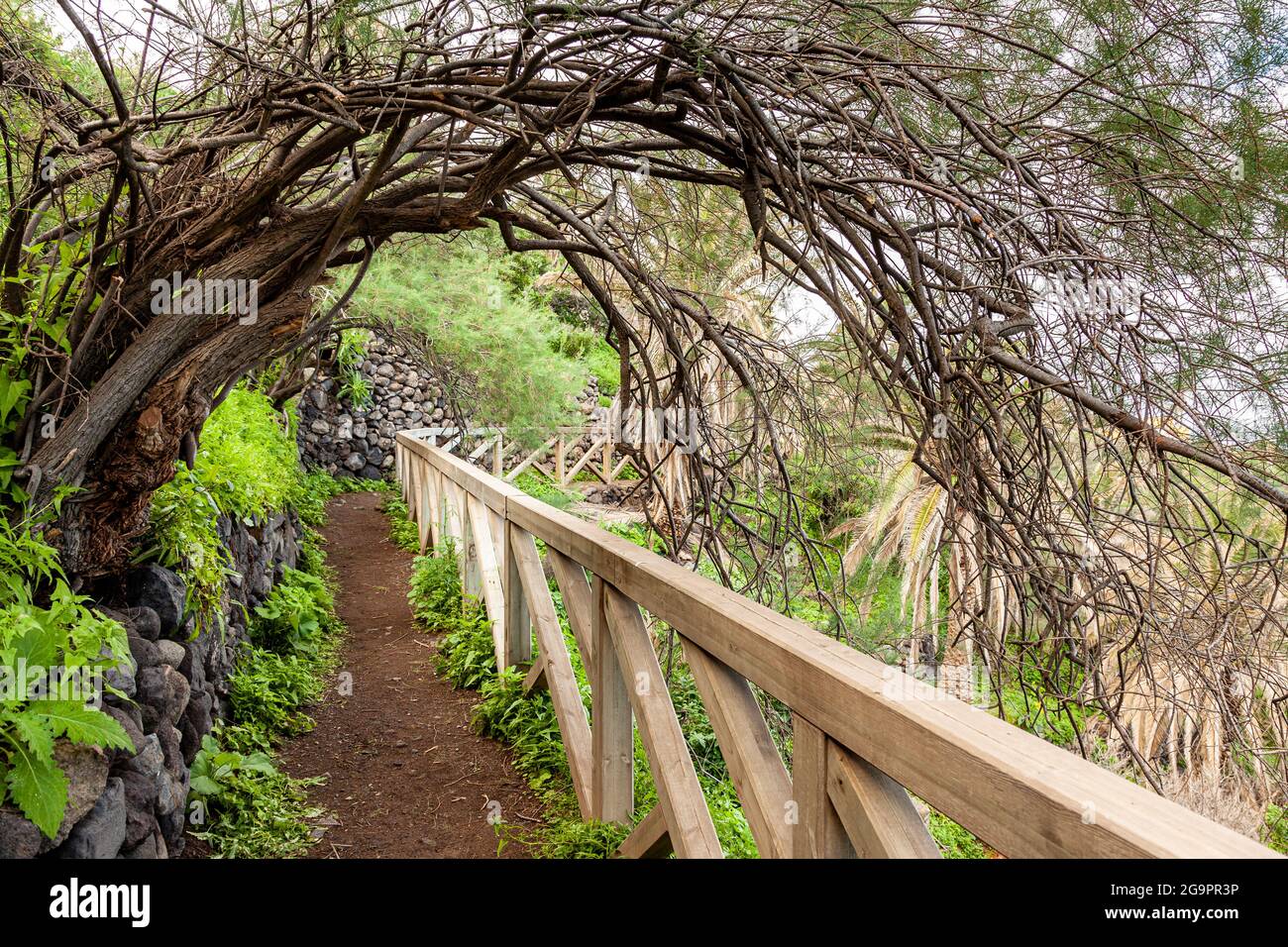 Trees and exotic plants surrounding the bridge with wooden handrails ...