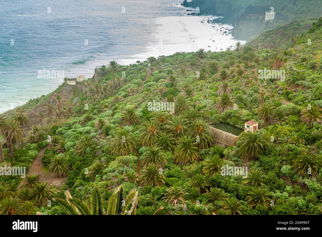 Background summer tropical plants hi-res stock photography and images ...