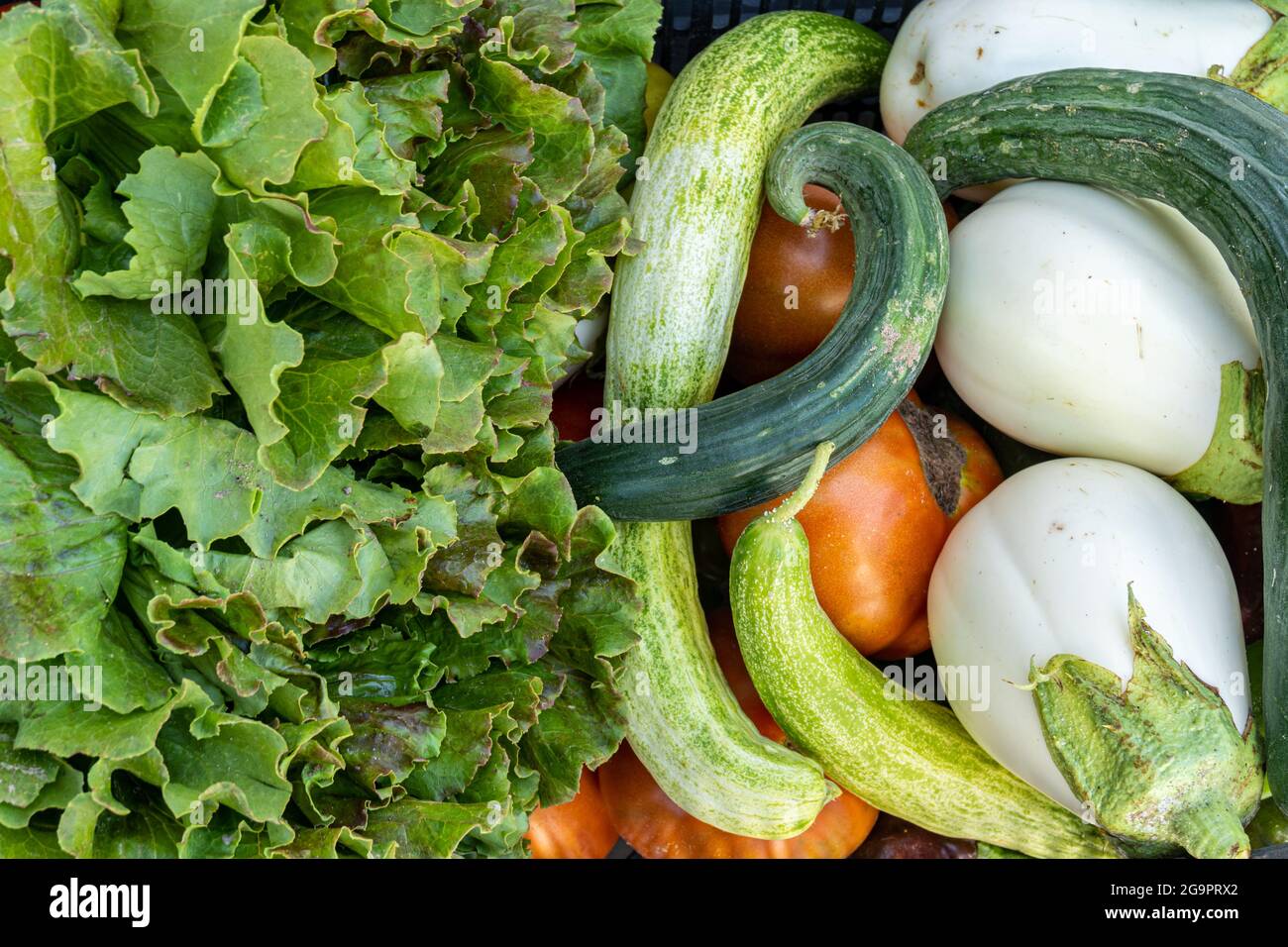 Top view of ripe vegetable crops in a kitchen-garden Stock Photo - Alamy