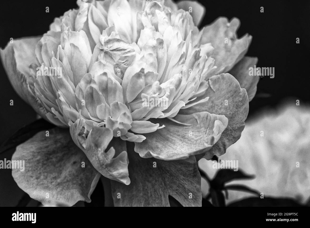 Paeoniaceae family hi-res stock photography and images - Alamy