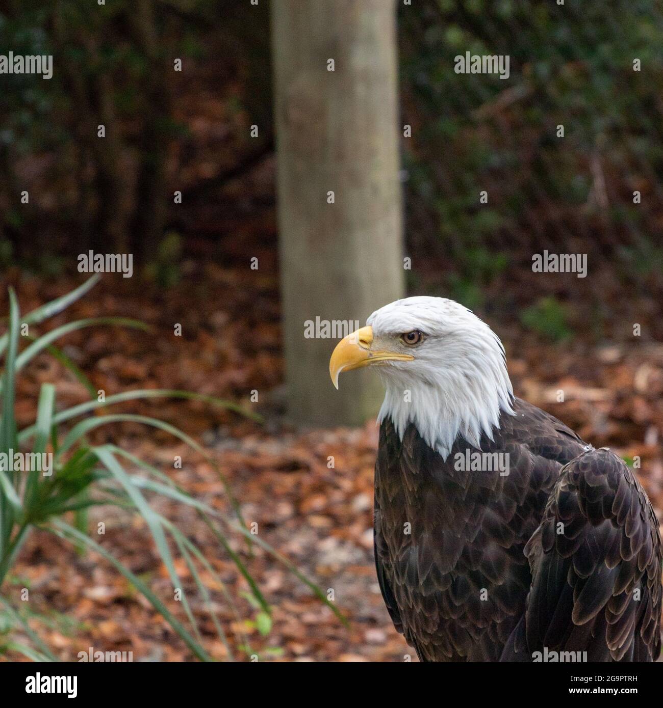 American Bald Eagle Stock Photo - Alamy