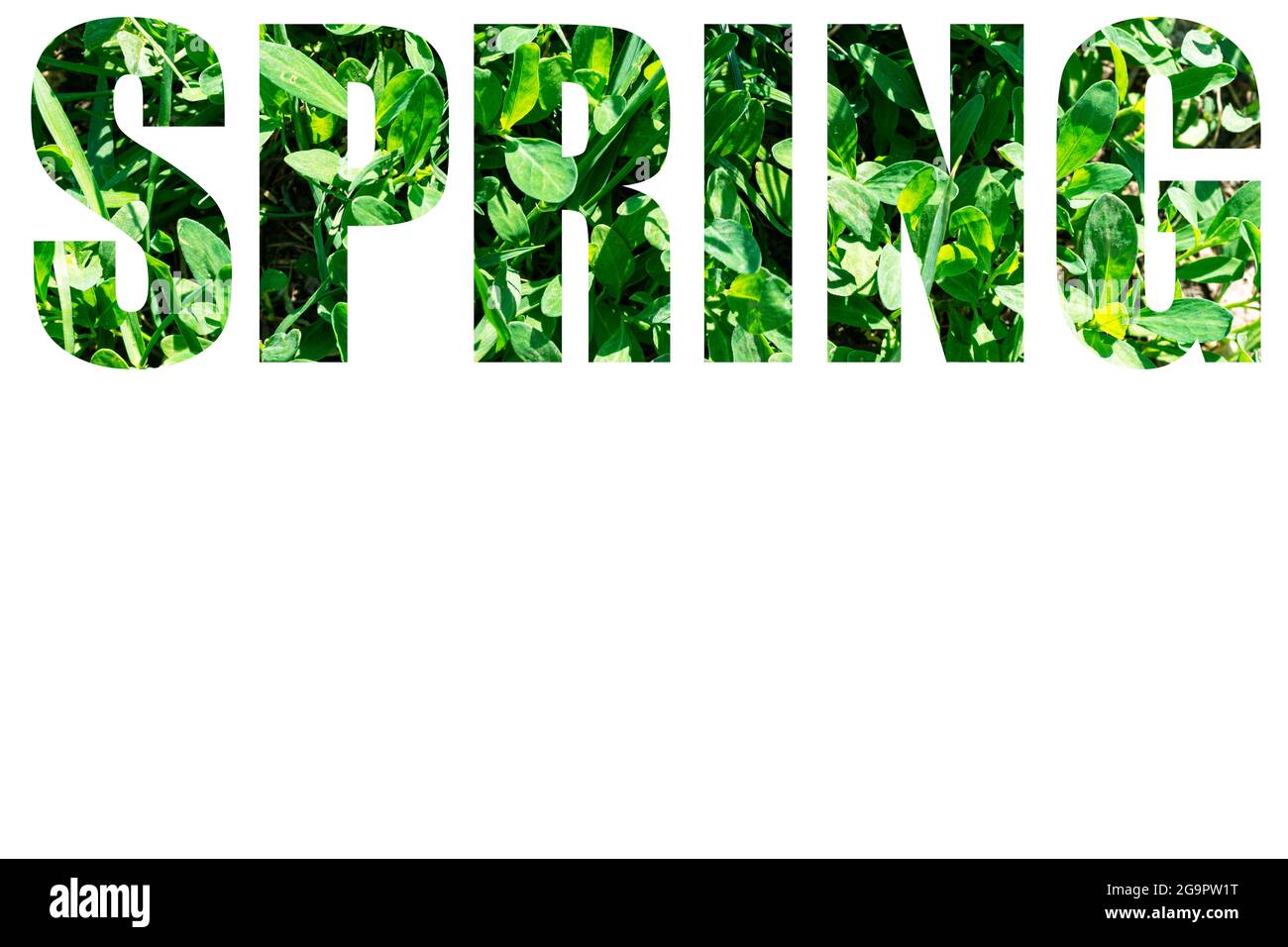 The word SPRING from green grass isolated on white background. Elements ...