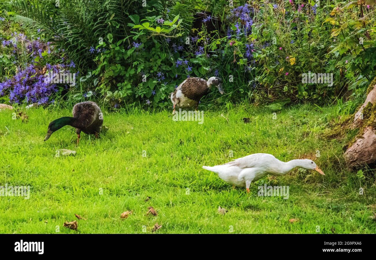 Three ducks foraging Stock Photo - Alamy