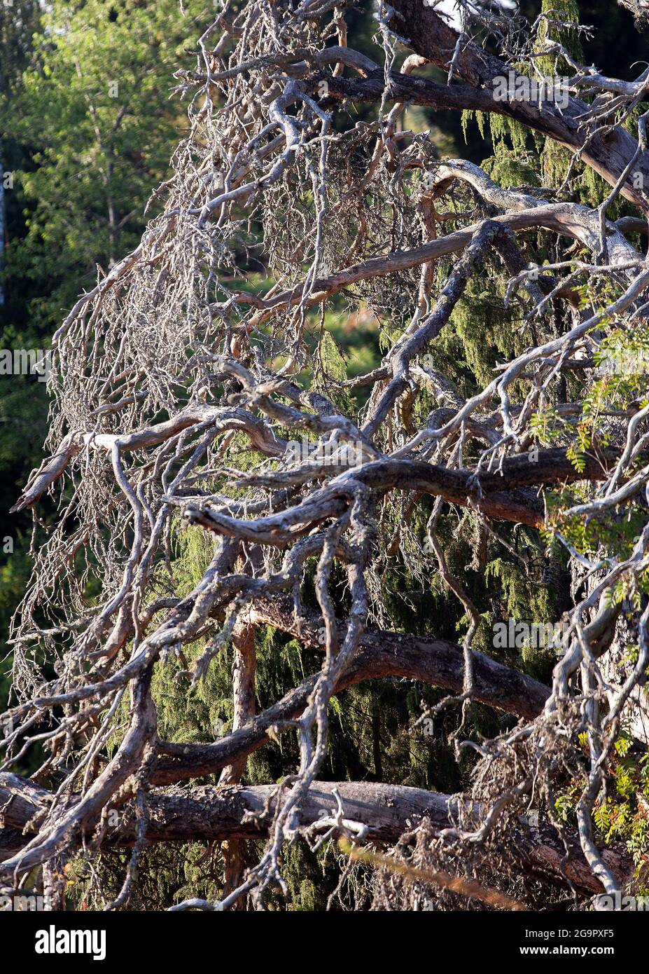 Old dry tree in hi-res stock photography and images - Alamy