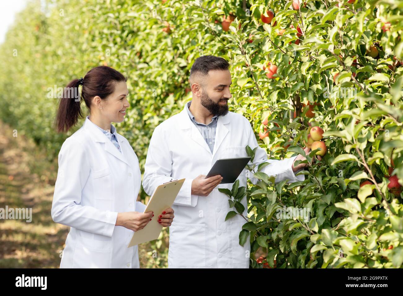 Modern business, cultivation of eco fruits in orchard, organic harvest ...