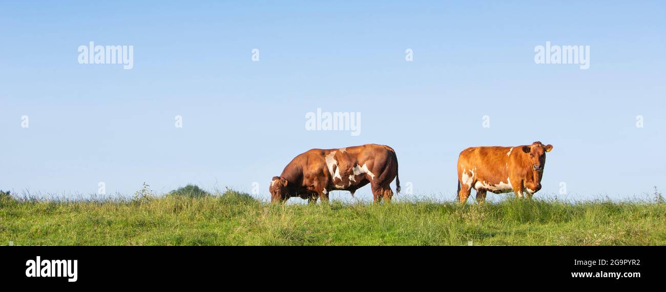 Broen cow hi-res stock photography and images - Alamy