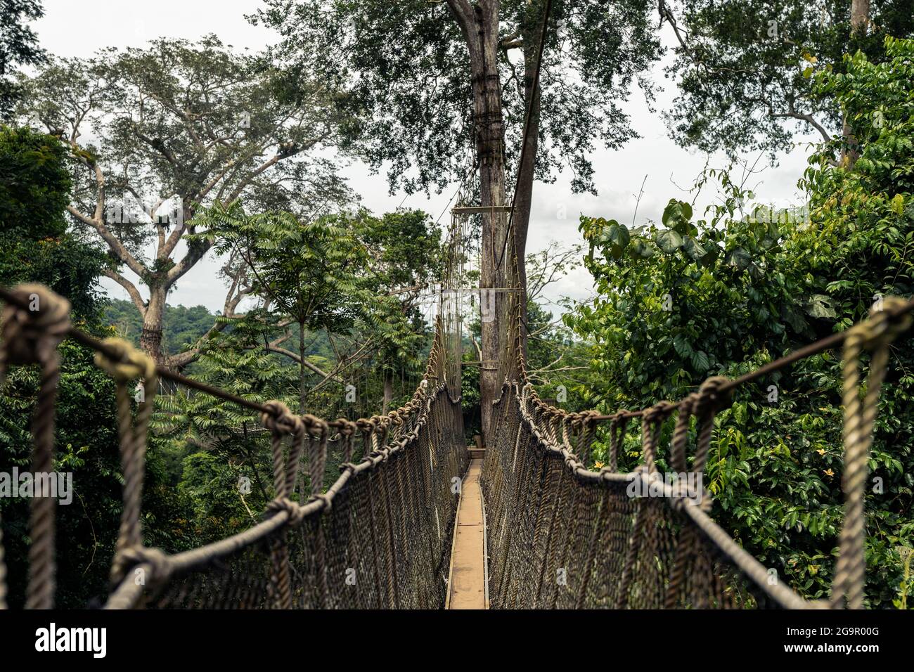 Suspension Bridge in Rain Forest Stock Photo - Alamy