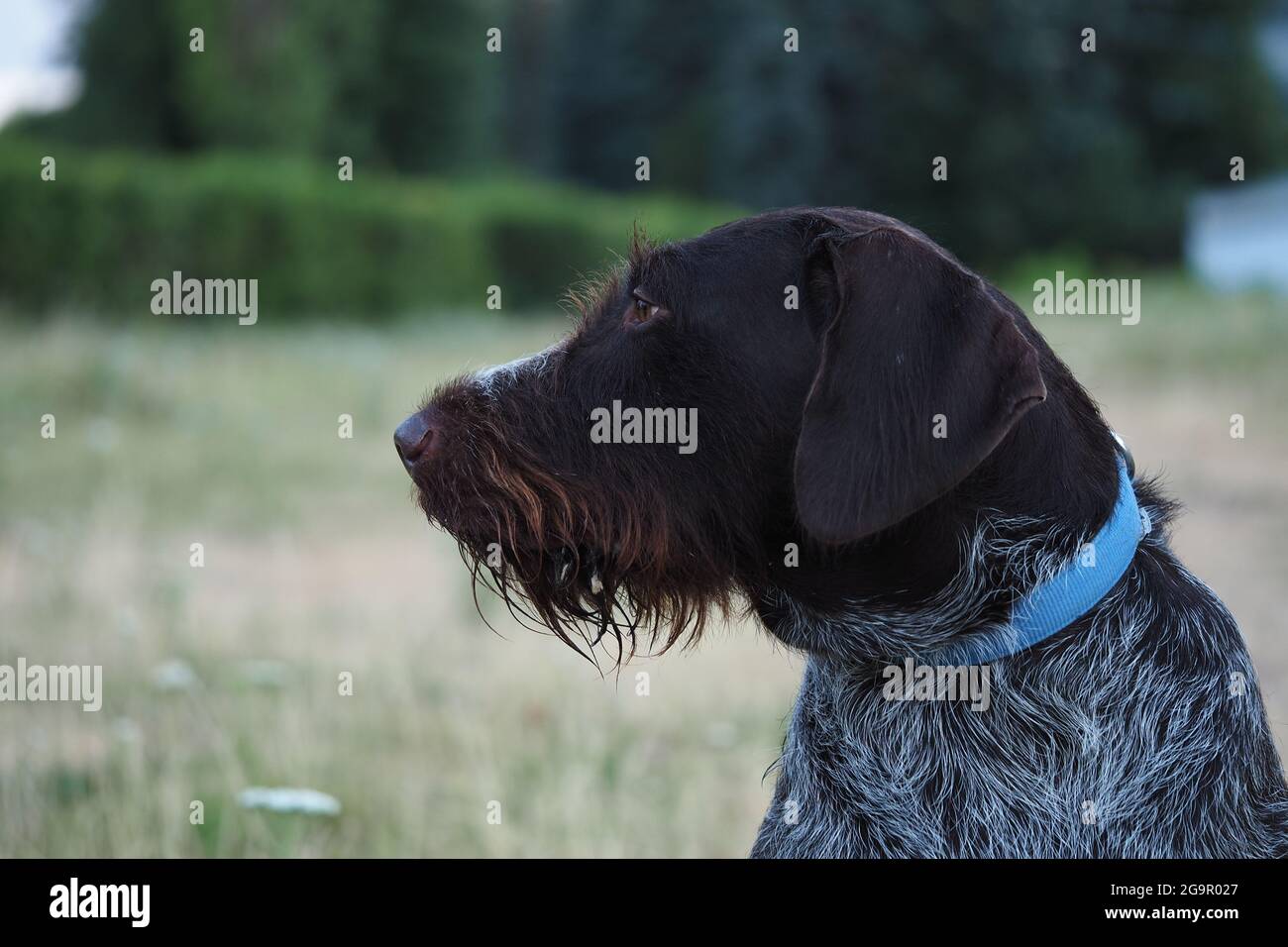 Hunting dog of German Drathaar breed in nature in summer. High quality ...