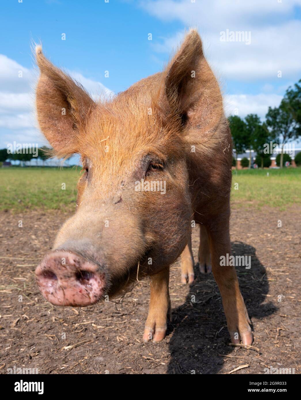 closeup of brown pig in dutch meadow under blue sky Stock Photo - Alamy