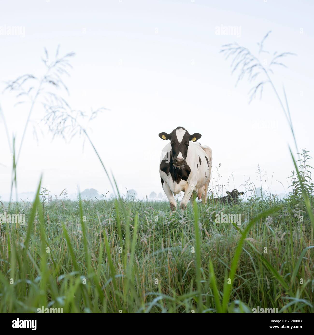 spotted cows in green grassy misty morning meadow between amsterdam and ...