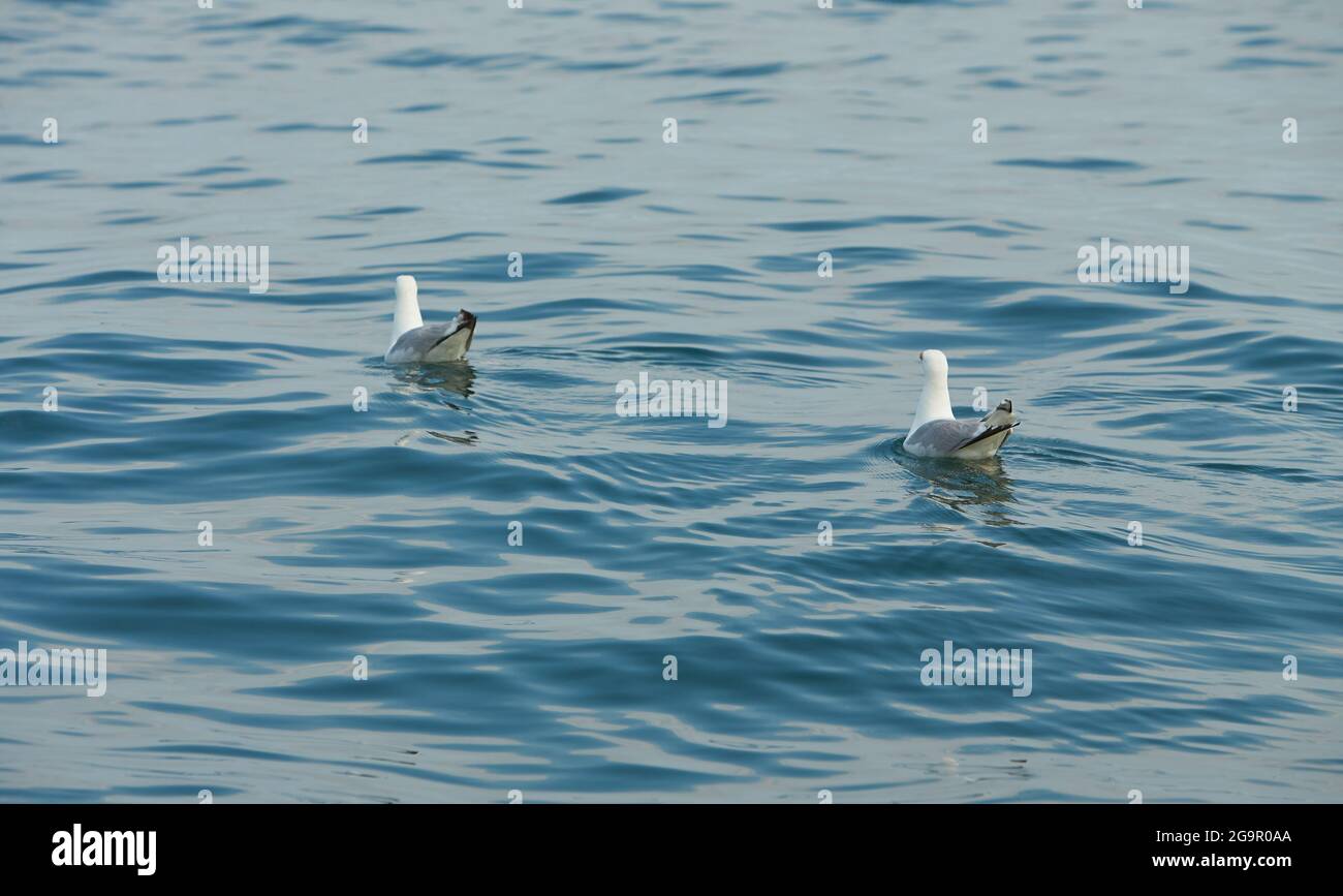 Couple of seagulls swimming on the water in Irish sea Stock Photo - Alamy