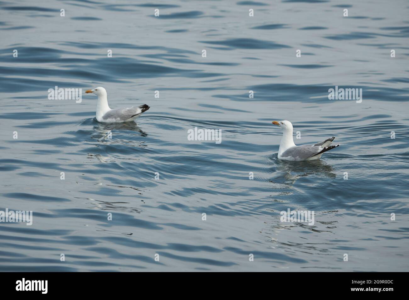 Couple of seagulls swimming on the water in Irish sea Stock Photo - Alamy