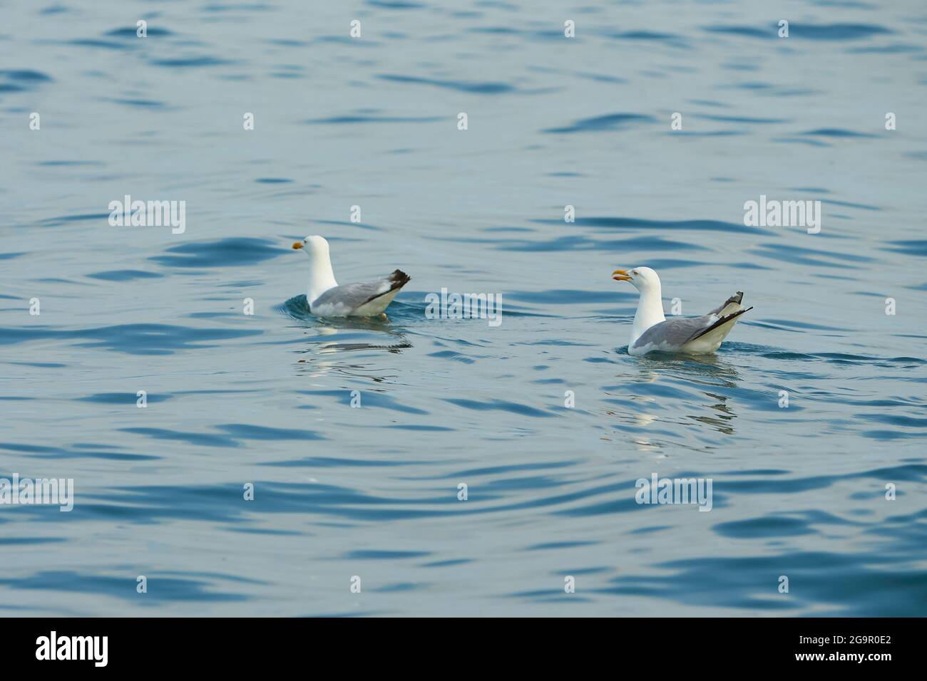 Couple of seagulls swimming on the water in Irish sea Stock Photo - Alamy