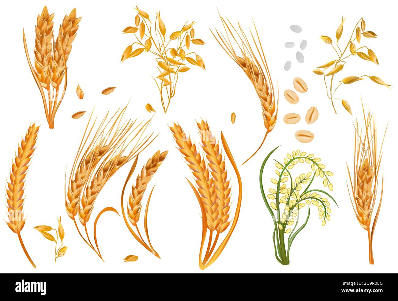 Barley Vector