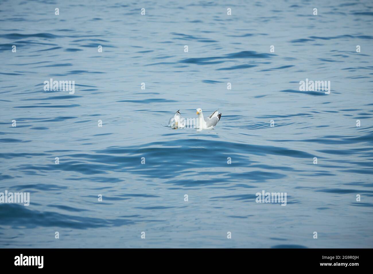 Couple of seagulls swimming on the water in Irish sea Stock Photo - Alamy
