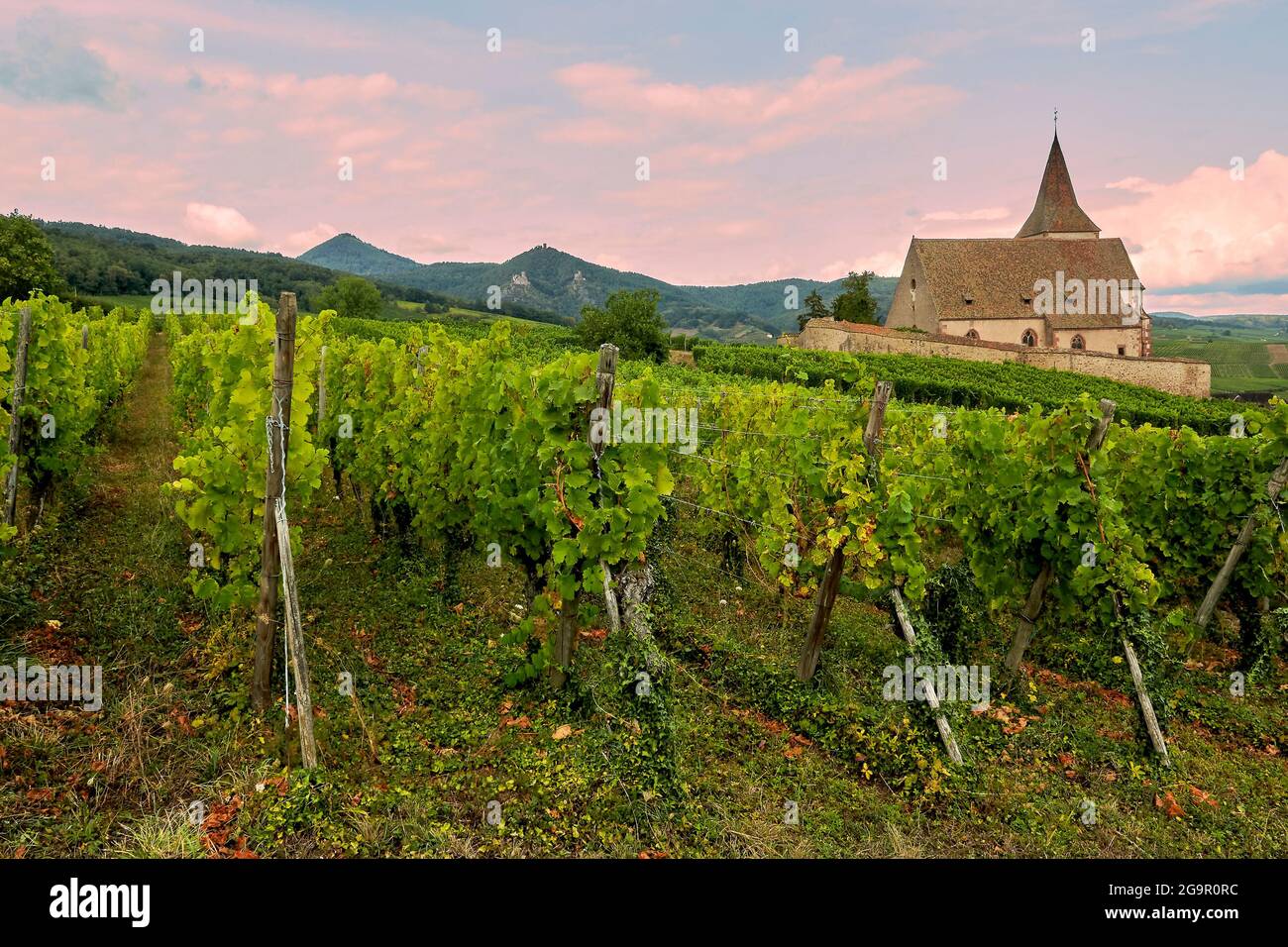 A little church between the vineyards in Alsace Stock Photo - Alamy