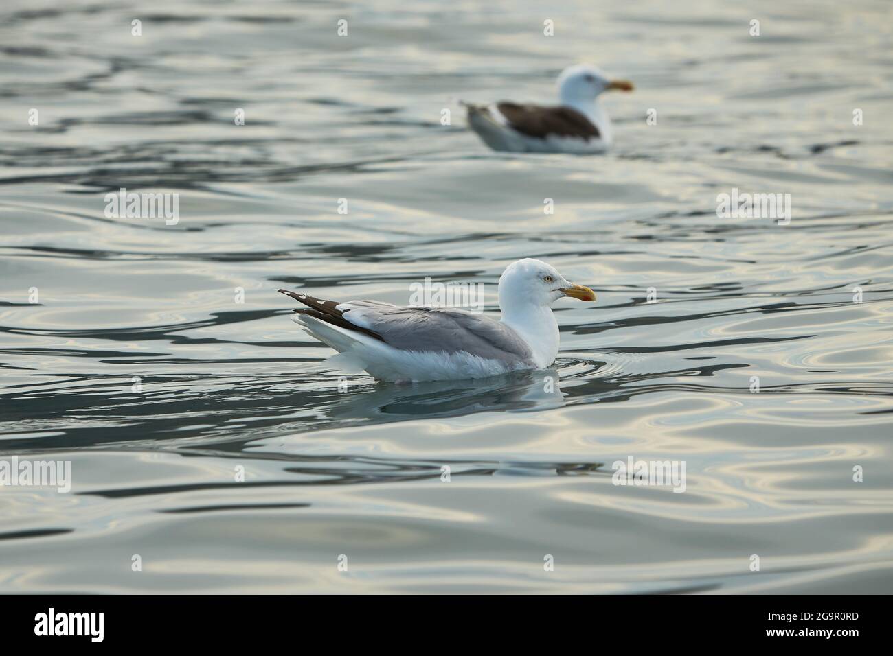 Couple of seagulls swimming on the water in Irish sea Stock Photo - Alamy