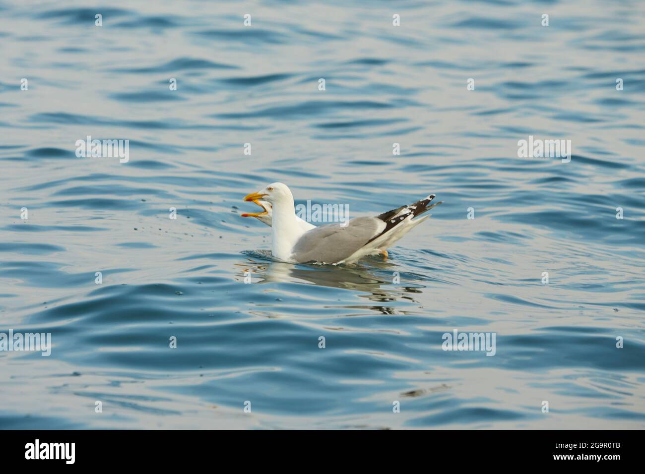 Couple of seagulls swimming on the water in Irish sea Stock Photo - Alamy