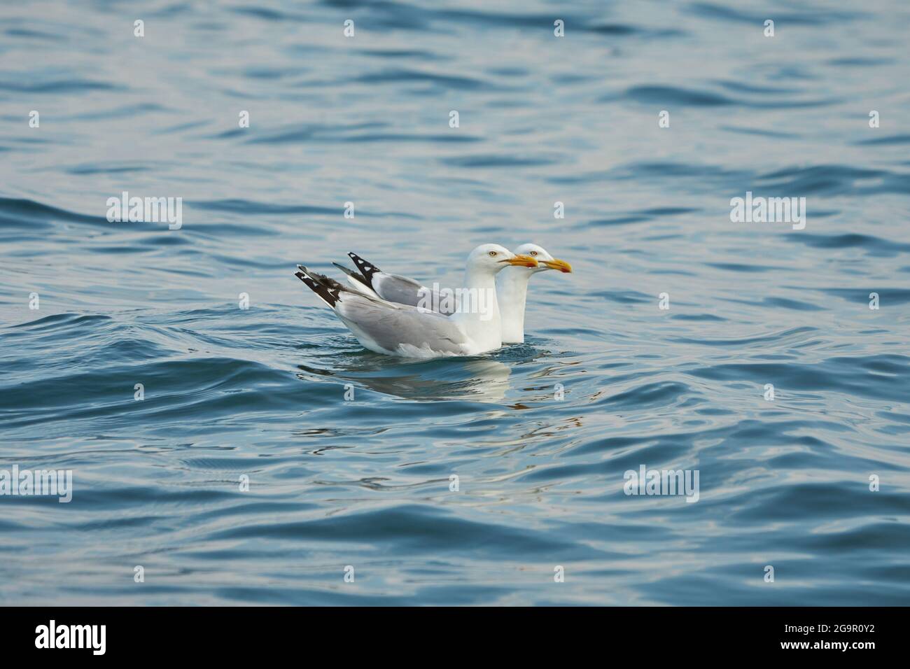 Natural view seagull swimming hi-res stock photography and images - Alamy