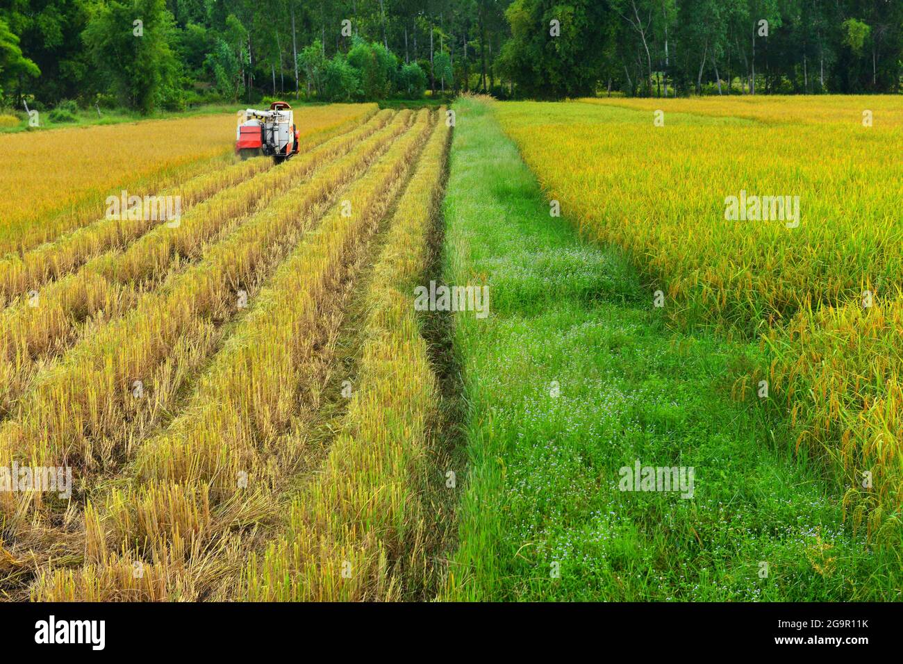 Ricefield tractor hi-res stock photography and images - Alamy
