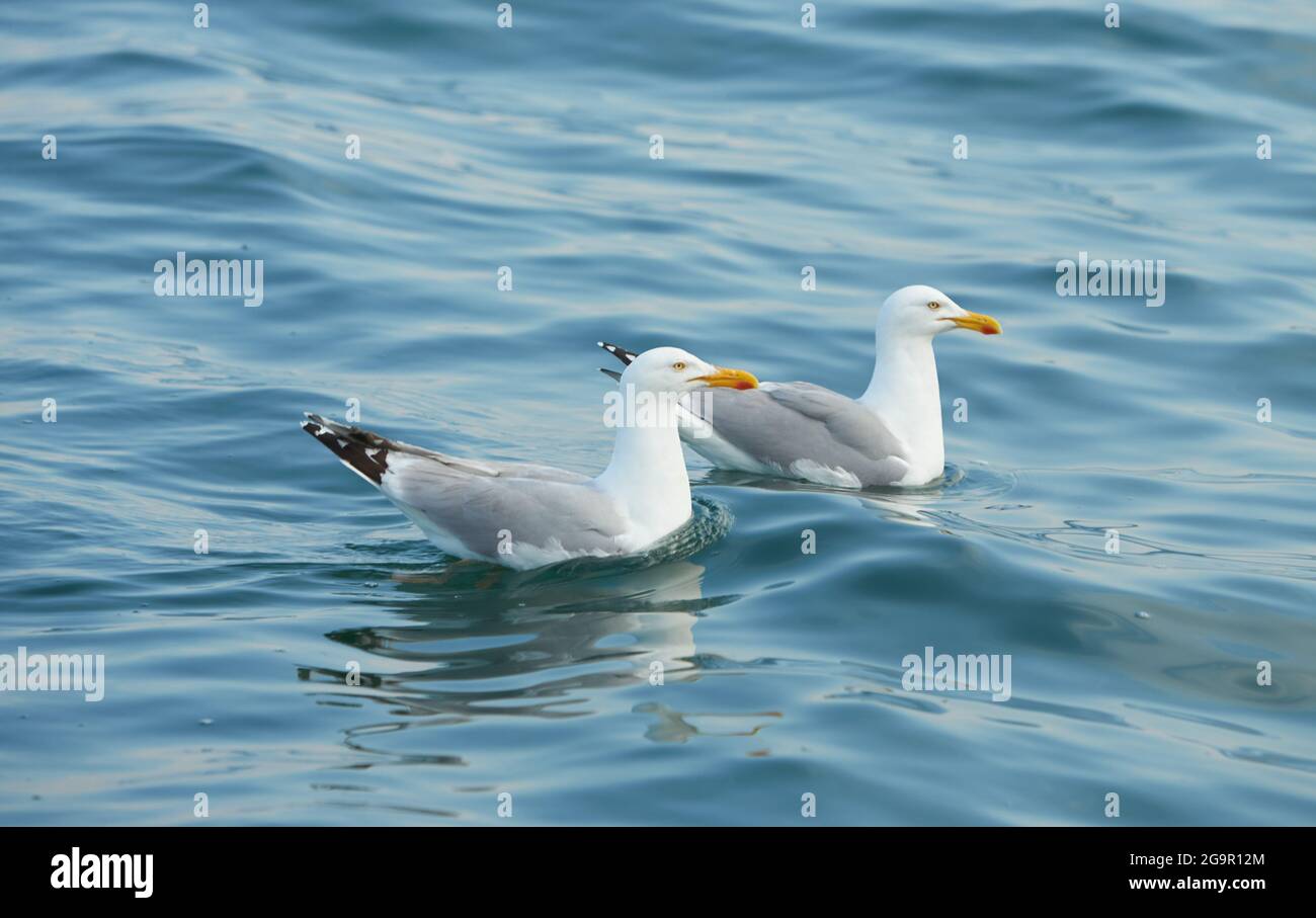 Couple of seagulls swimming on the water in Irish sea Stock Photo - Alamy