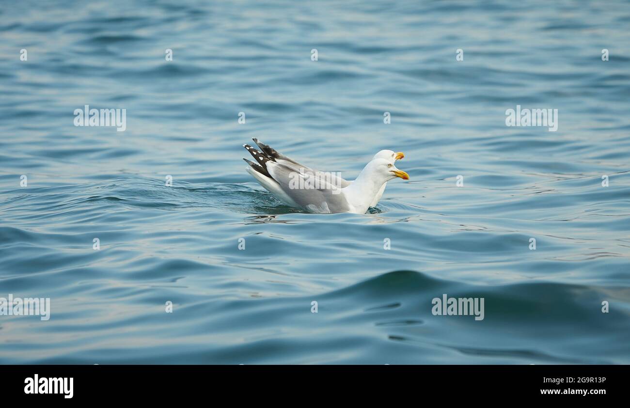Couple of seagulls swimming on the water in Irish sea Stock Photo - Alamy